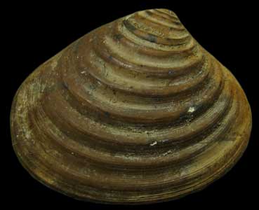 Bivalve-Identification